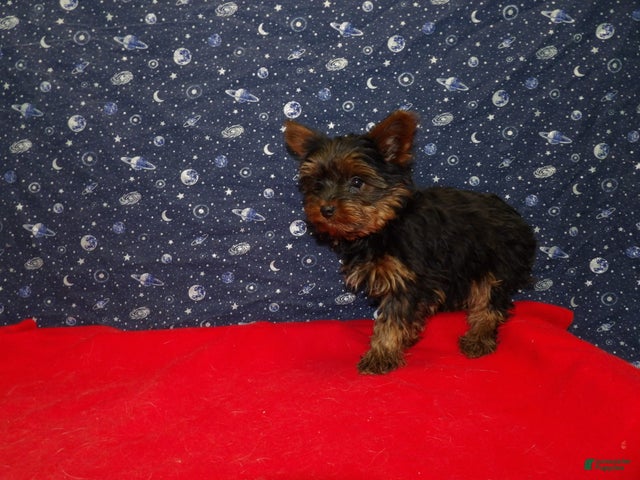 Joey for sale in Paterson | Lancaster Puppies