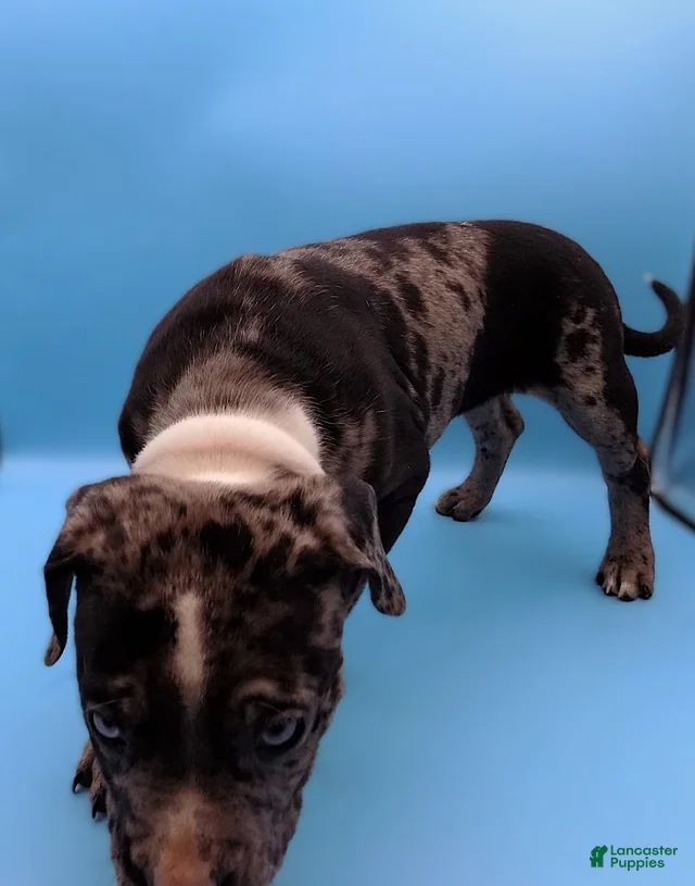 Minnie Mouse for sale in Fort Loudon | Lancaster Puppies