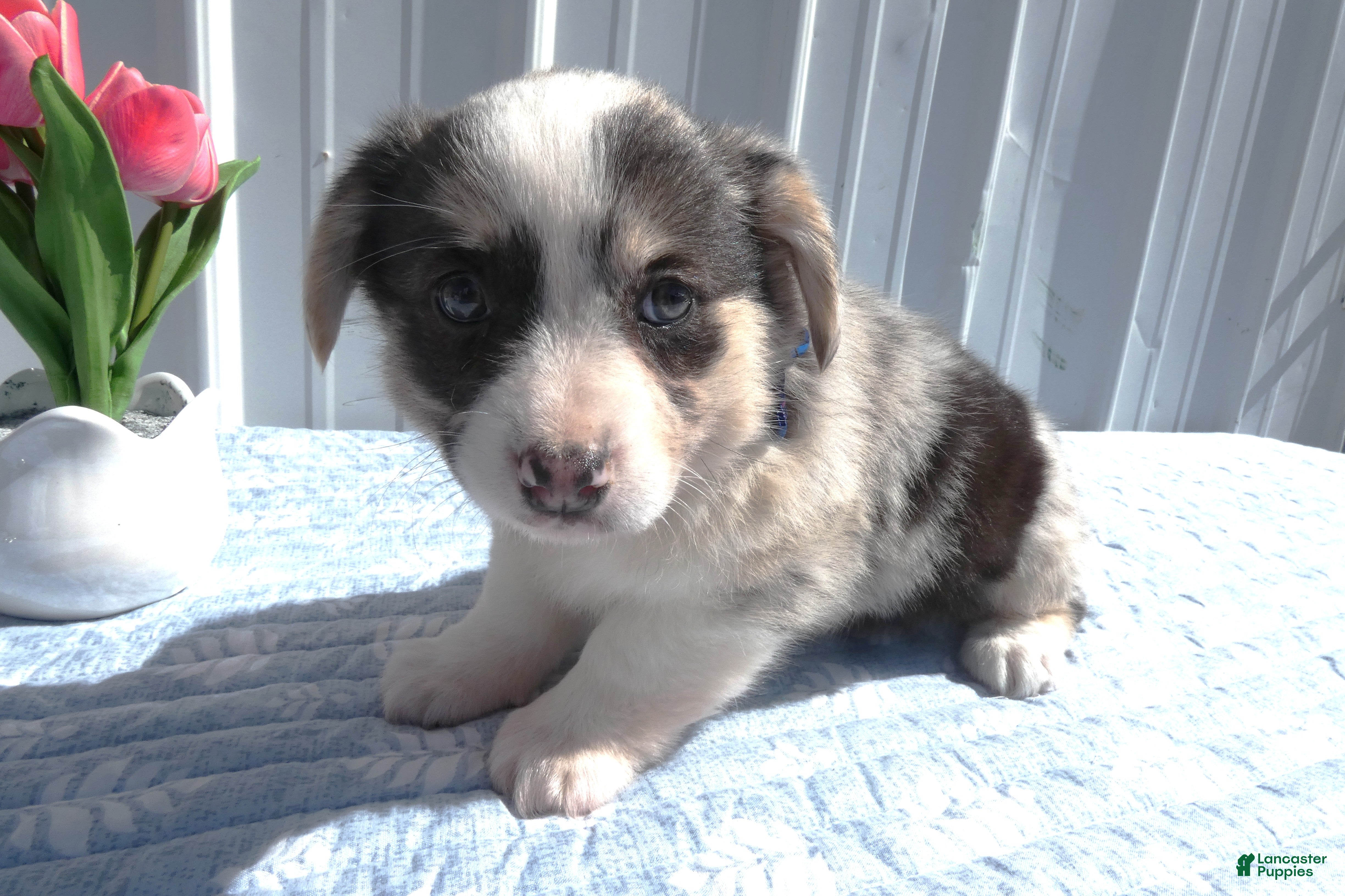 Welsh Corgi Pembroke Puppy 3 Scarlet Welsh Corgi Pembroke for sale in ...