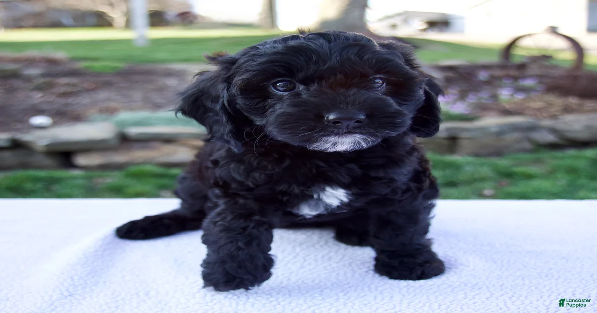Elliott Cavapoo for sale in Dundee | Lancaster Puppies