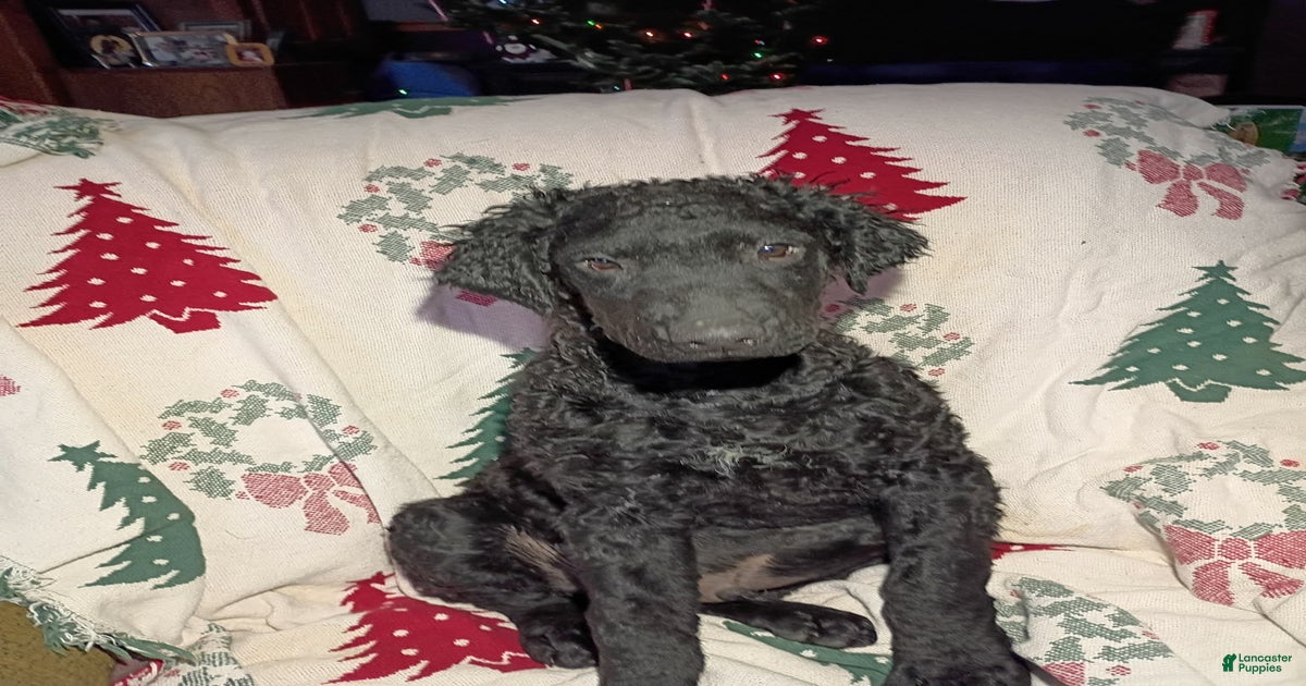 Curly Coated Retriever Puppy 2 for sale in Addison | Lancaster Puppies