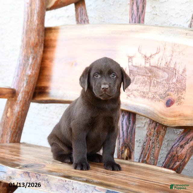 Zeke for sale in Honey Brook | Lancaster Puppies