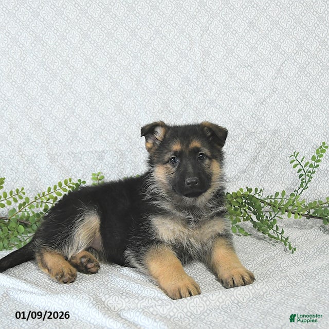 Lexi for sale in Topeka | Lancaster Puppies