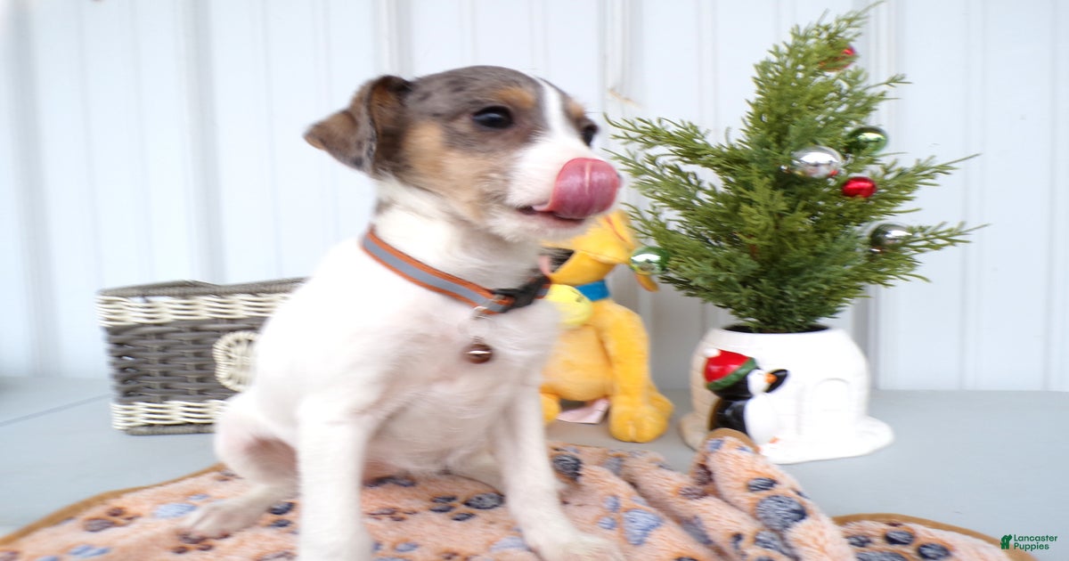 Mixed Breed Puppy 3 Macy for sale in South Bend | Lancaster Puppies