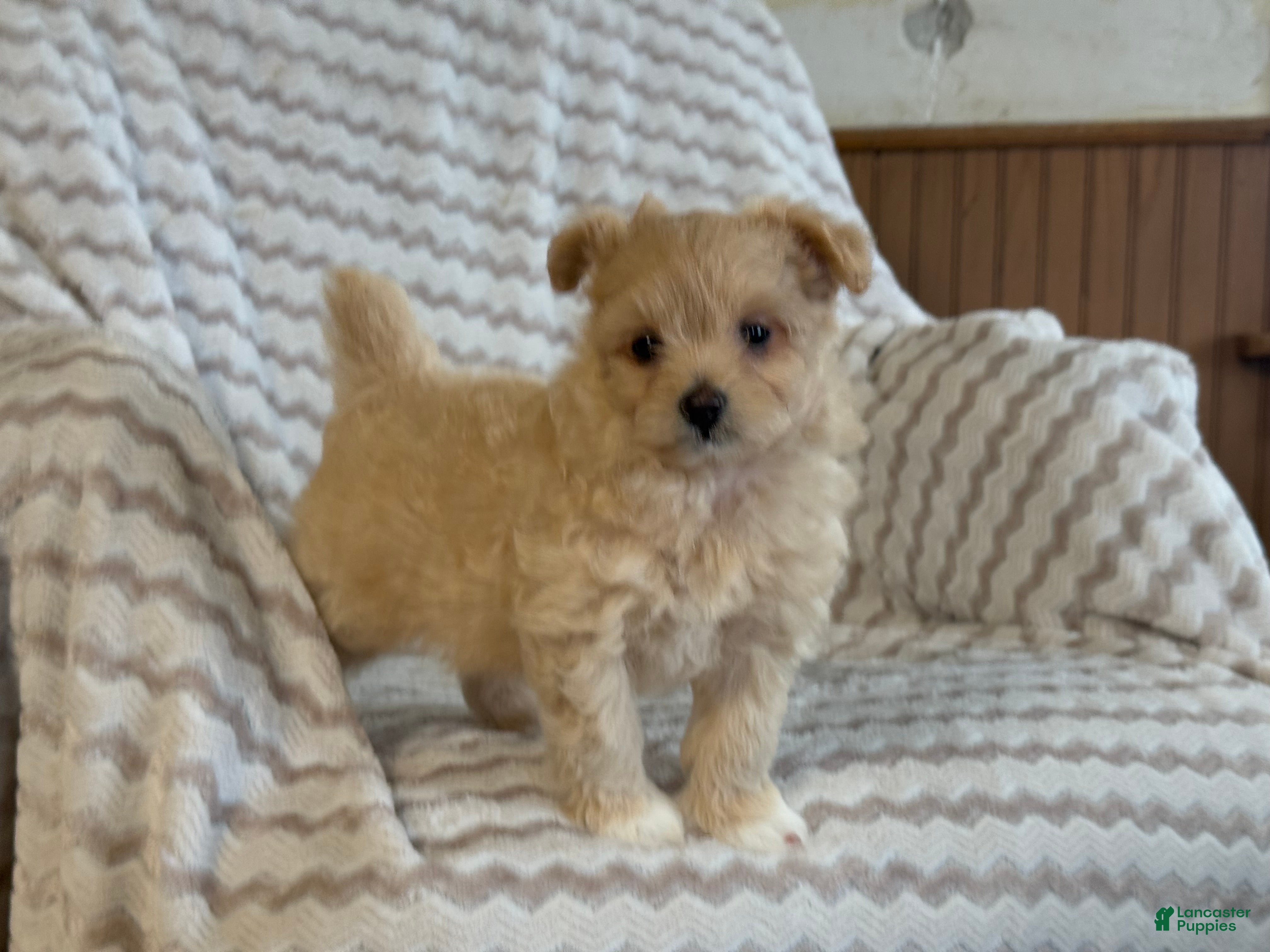 Pomapoo Puppies for sale | Lancaster Puppies