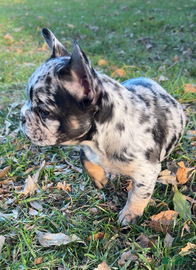 Fluffy Carrier Tri Merle for sale in Upland | Lancaster Puppies