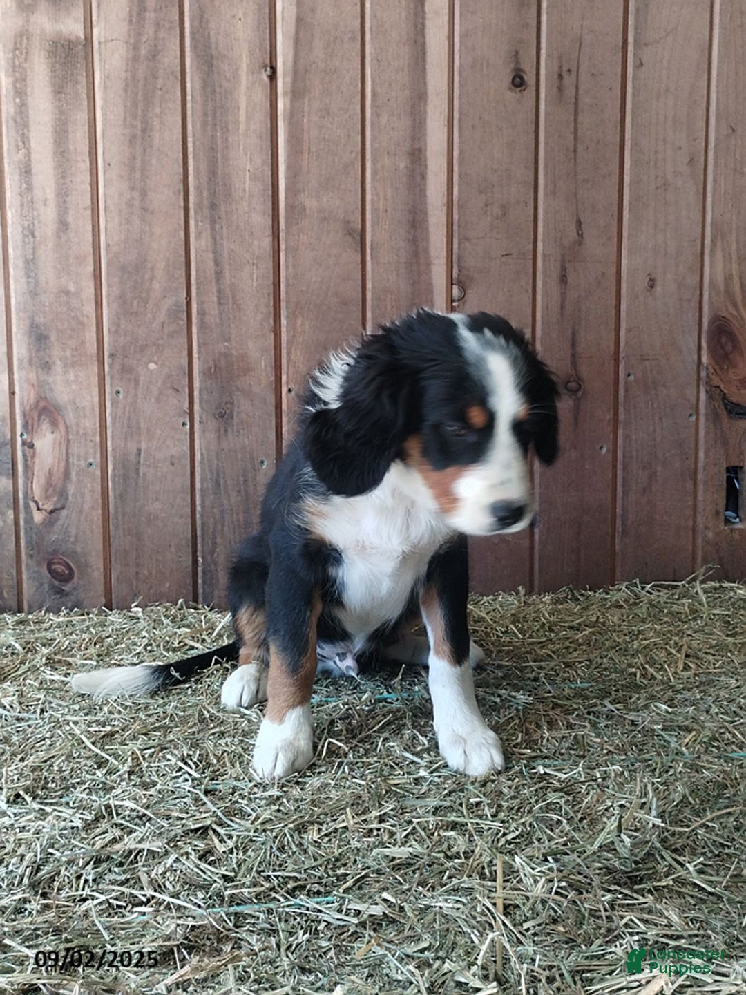 Tucker - Litter of Bernese Mountain Dog Miniature for sale in New ...