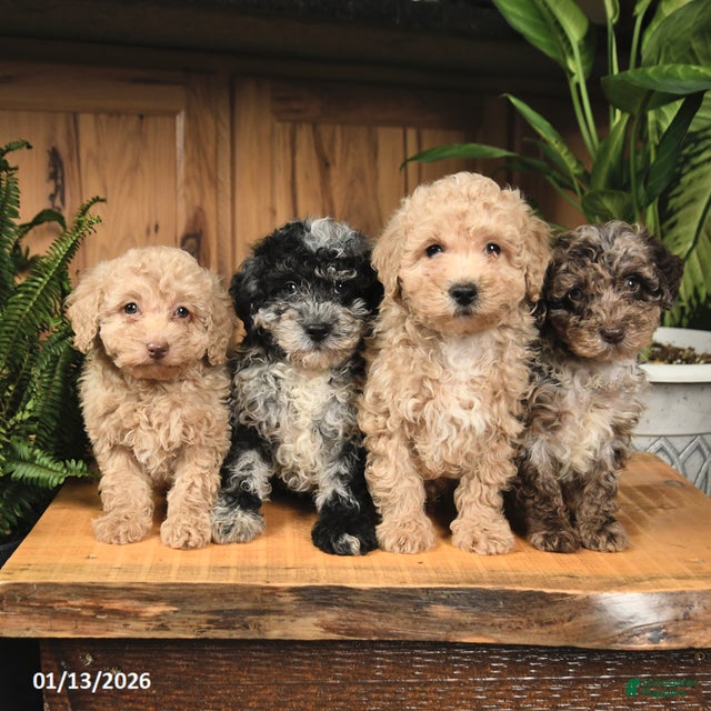 Amanda for sale in Mill Hall | Lancaster Puppies