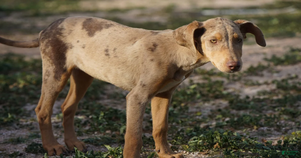Lilac Fawn Merle F1 RT Mixed Breed for sale in Maricopa | Lancaster Puppies