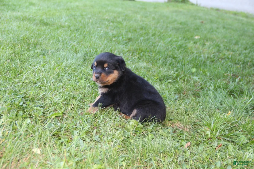 Duke Rottweiler for sale in Summerfield | Lancaster Puppies