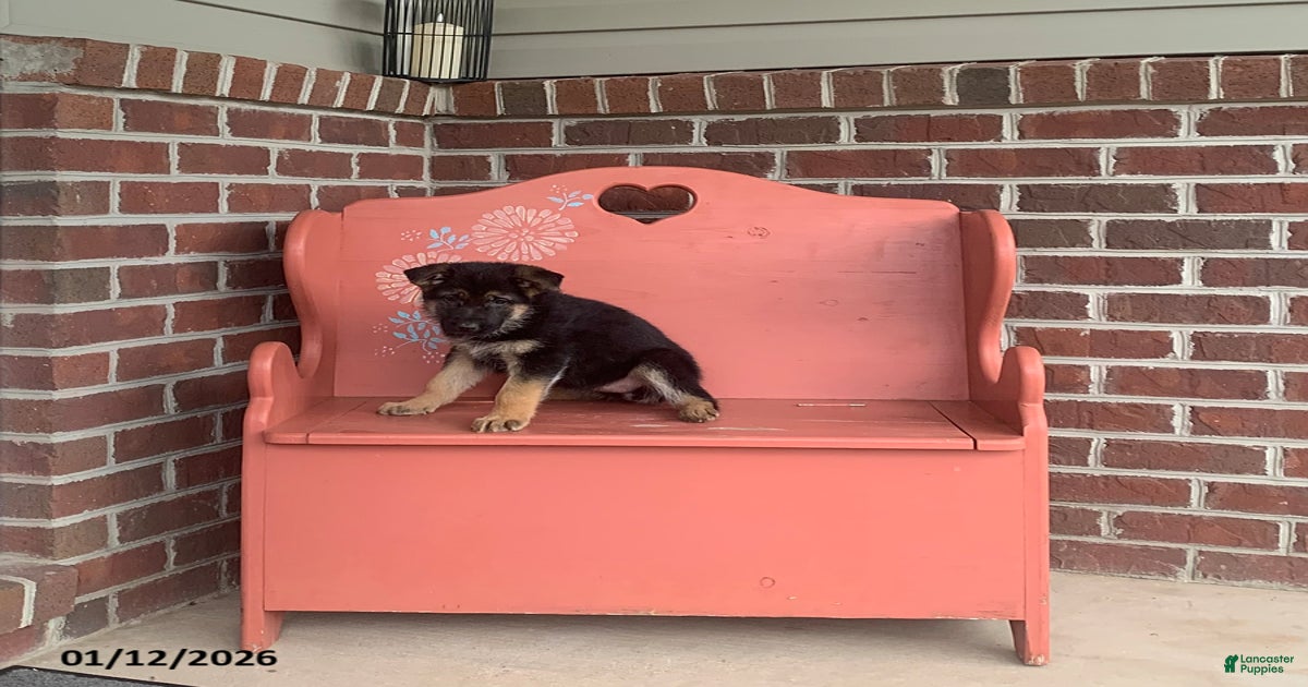 Sonya for sale in Ickesburg | Lancaster Puppies