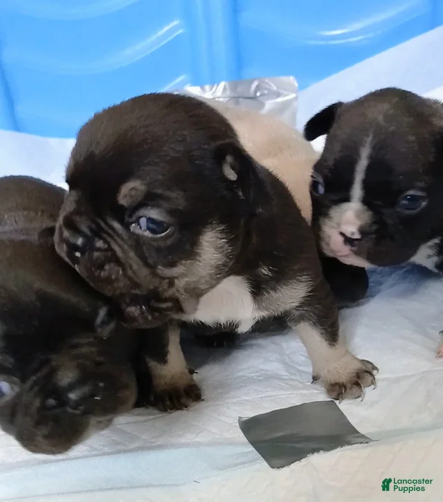 French Bulldog Puppy 1 French Bulldog for sale in Bloomington ...