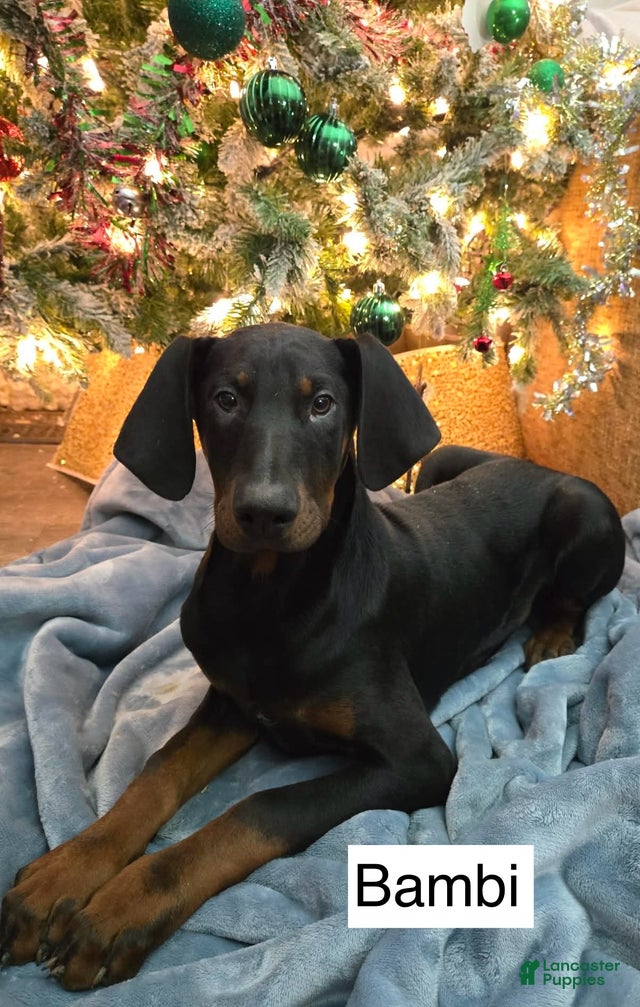 Bambi for sale in Albany | Lancaster Puppies