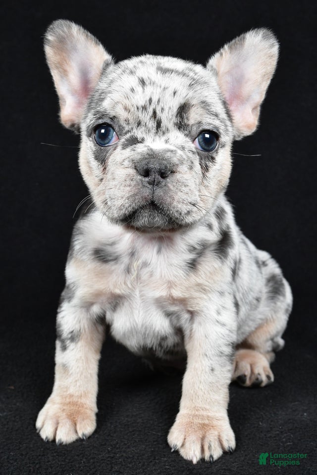 Fiona for sale in Sugarcreek | Lancaster Puppies