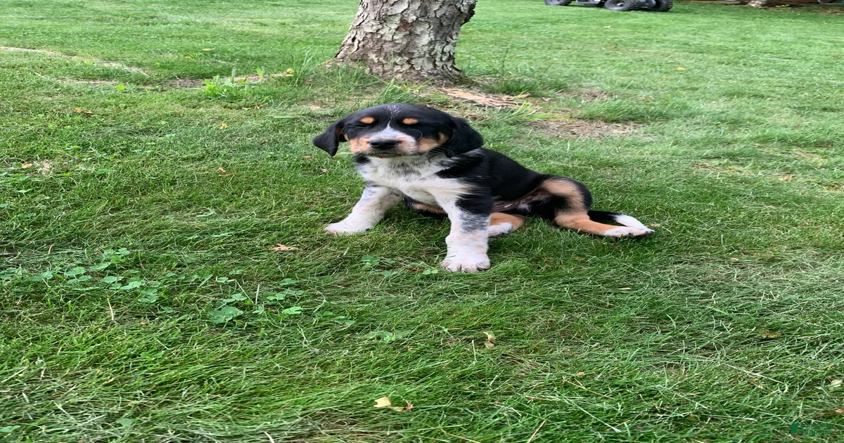 Lucky Mixed Breed for sale in Addison | Lancaster Puppies