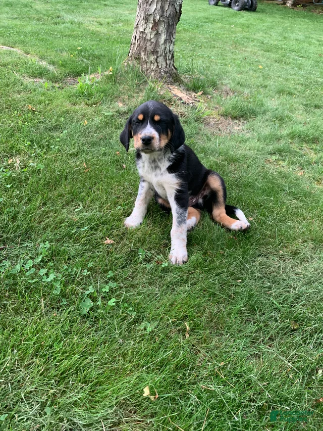 Lucky Mixed Breed for sale in Addison | Lancaster Puppies