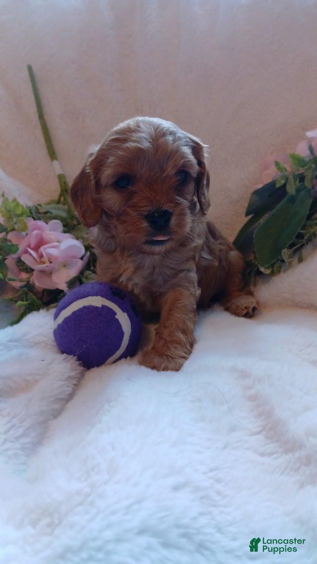Cathy for sale in Denver | Lancaster Puppies