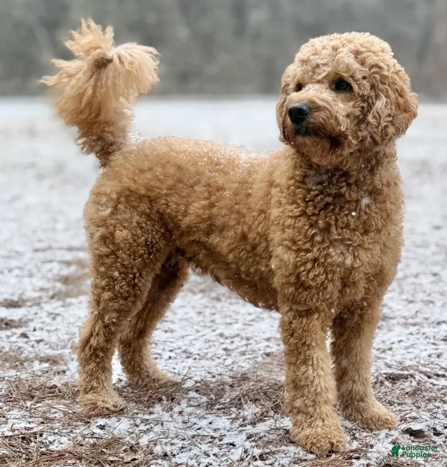 Mini Goldendoodle 3 Mini Goldendoodle for sale in Augusta | Lancaster ...