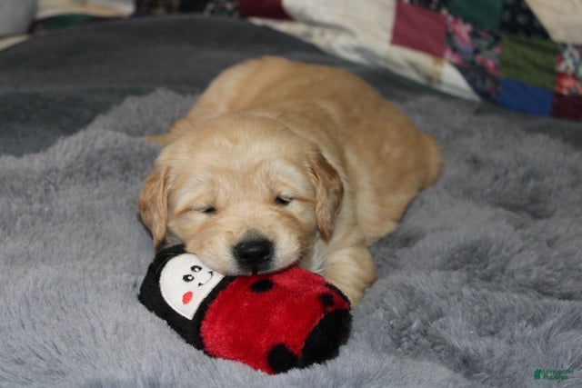 Finley for sale in Morris | Lancaster Puppies