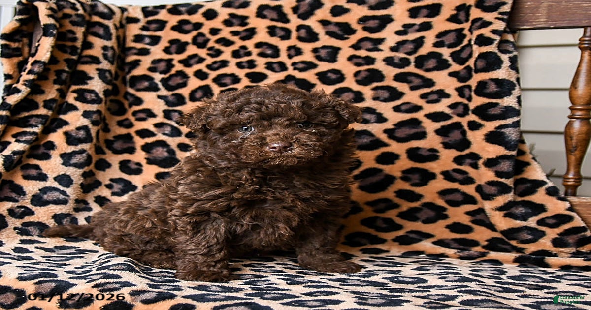 Reeses for sale in Lancaster | Lancaster Puppies