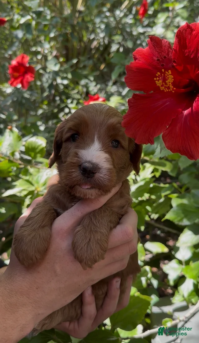 Darla Australian Labradoodle for sale in Riverside | Lancaster Puppies