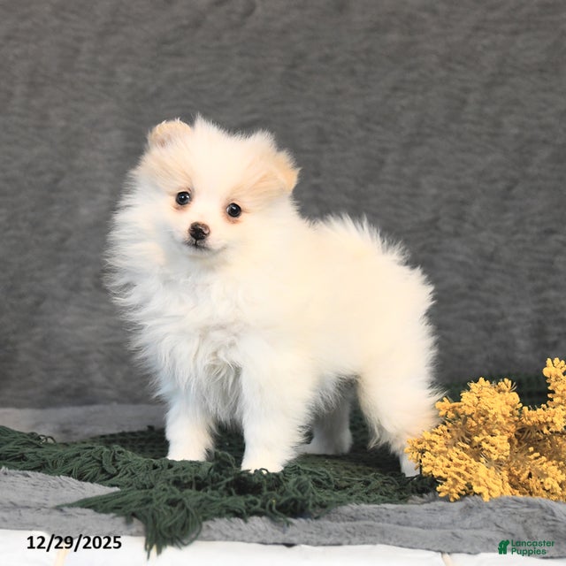 Freckles for sale in Glen Rock | Lancaster Puppies