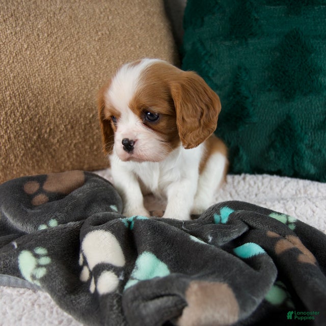 Annie for sale in Dundee | Lancaster Puppies