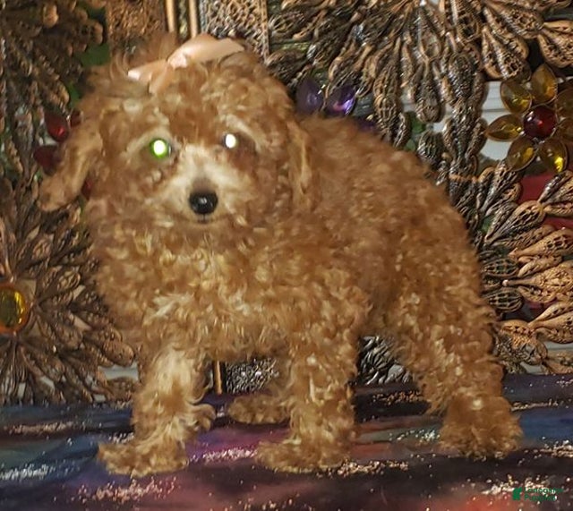 Toy Poodle Puppy 3 for sale in Stewartsville | Lancaster Puppies