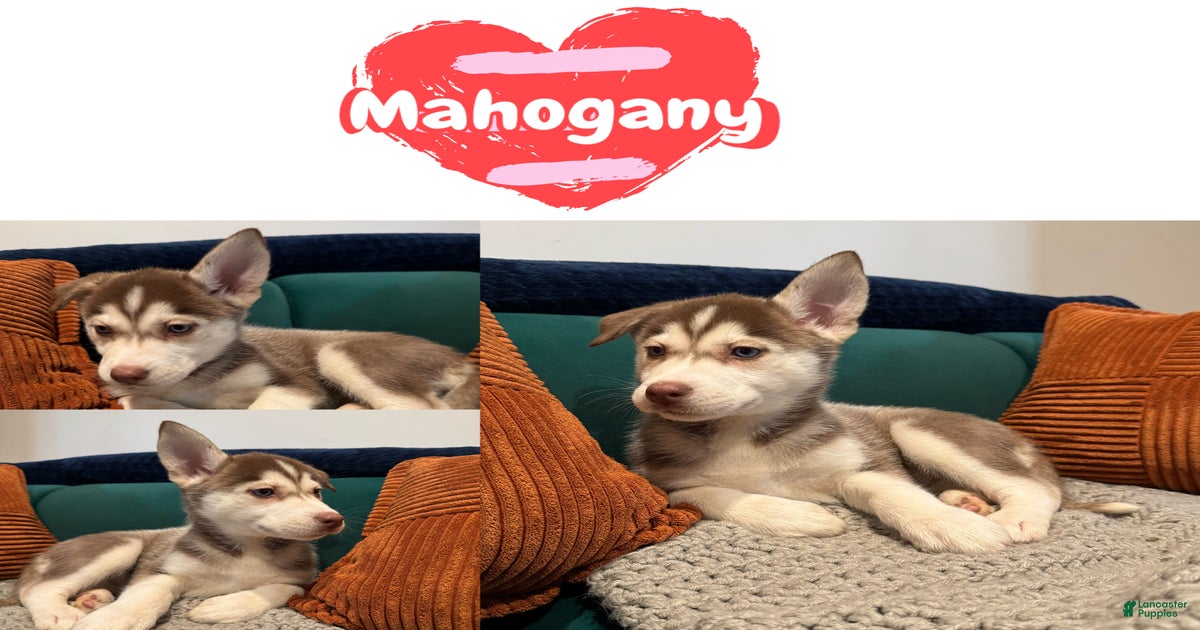 Mahogany - Days Dogs for sale in Philadelphia | Lancaster Puppies