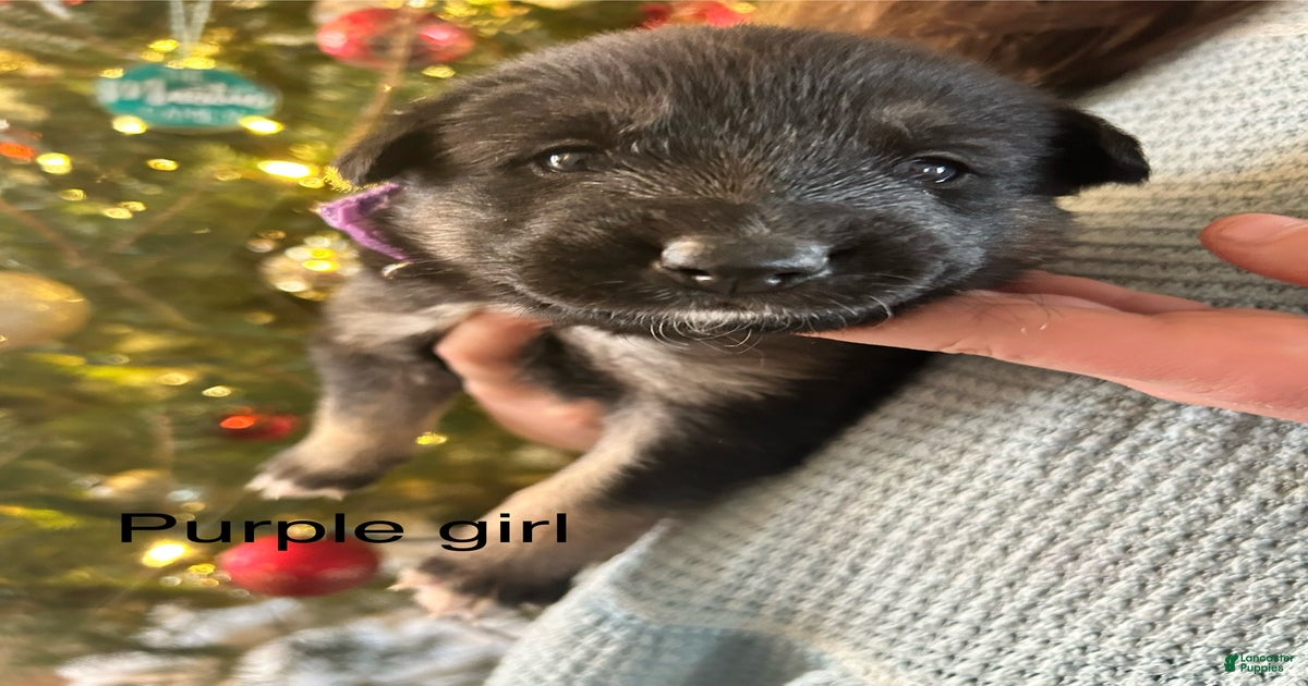 Mixed Breed Puppy 2 for sale in Spring Grove | Lancaster Puppies