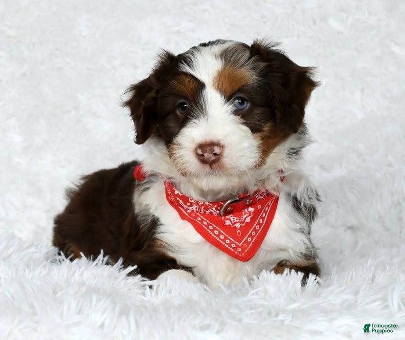 Jacob Yoder 11607 | Lancaster Puppies