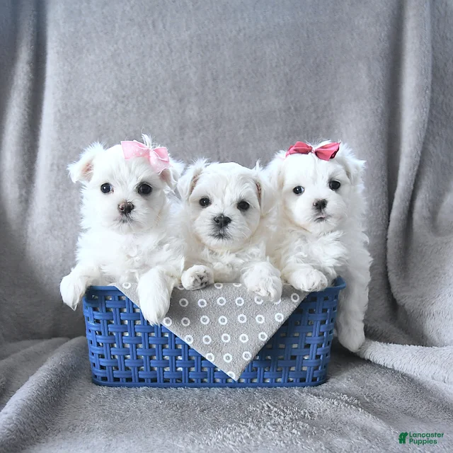 Daryl Miller | Lancaster Puppies