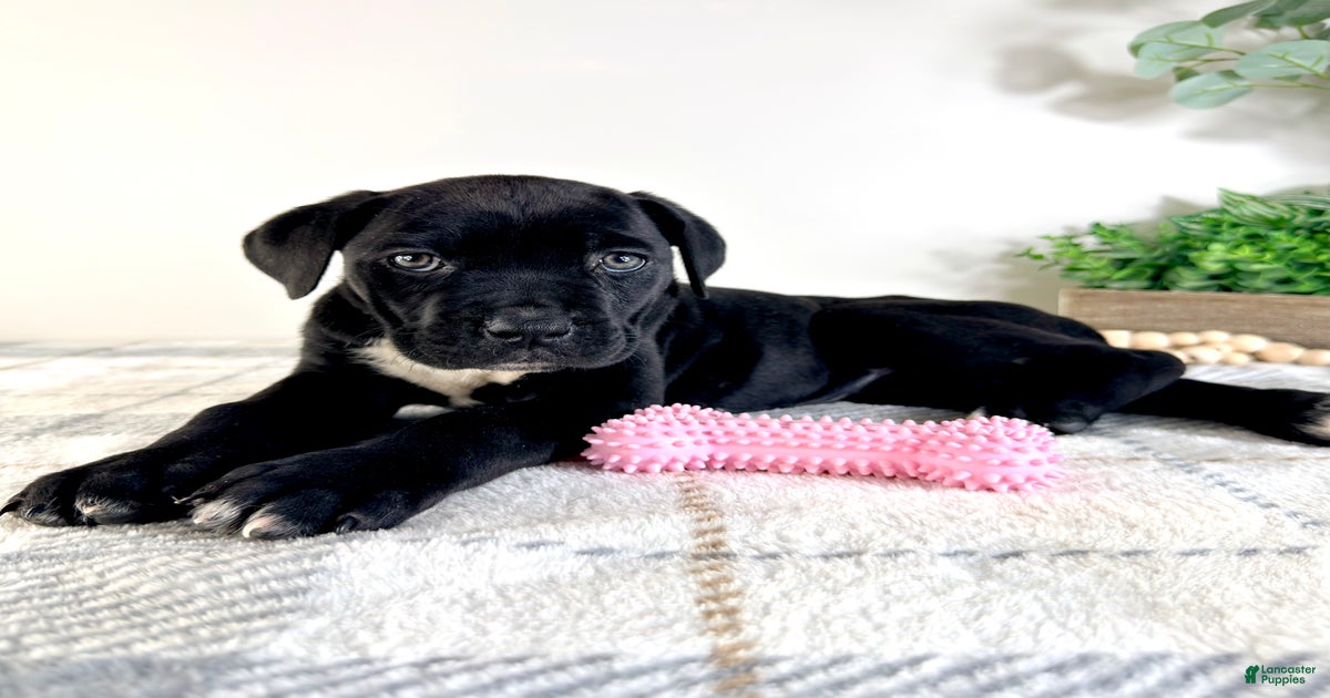 Freya for sale in Greenfield | Lancaster Puppies