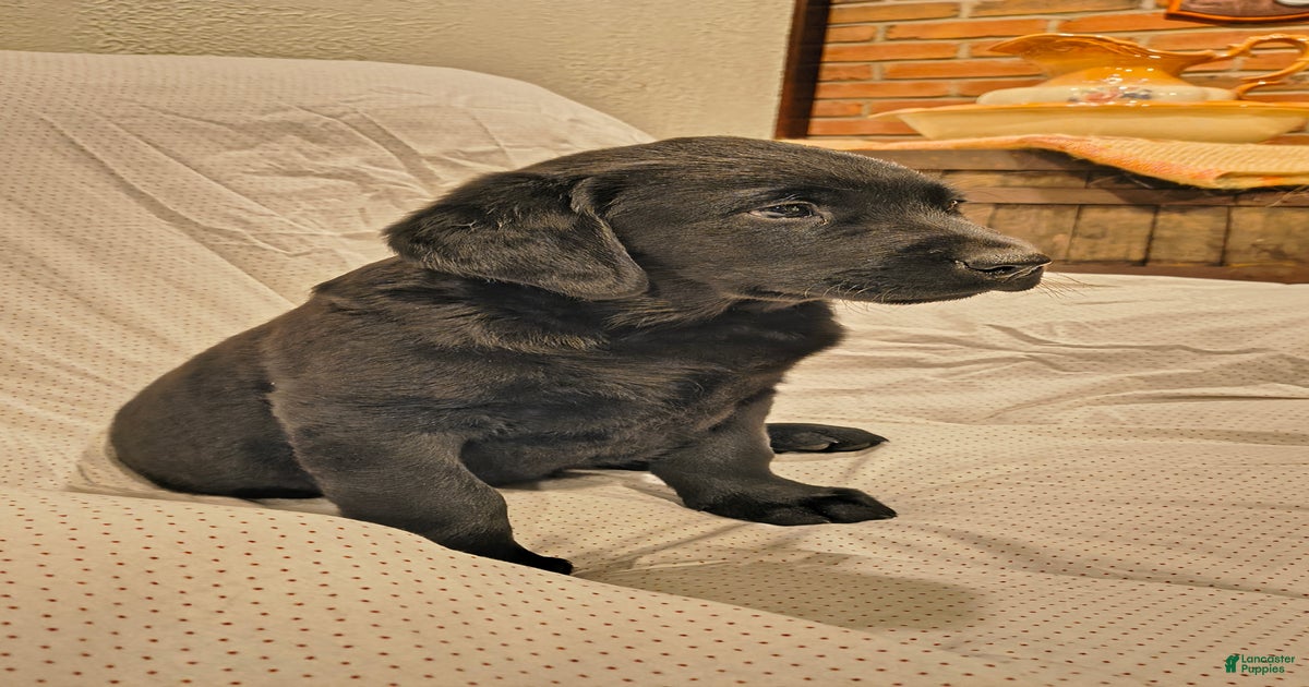 Labrador Retriever Puppy 2 for sale in Jackson Township | Lancaster Puppies