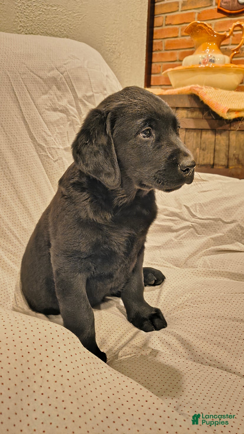 Labrador Retriever Puppy 2 for sale in Jackson Township | Lancaster Puppies