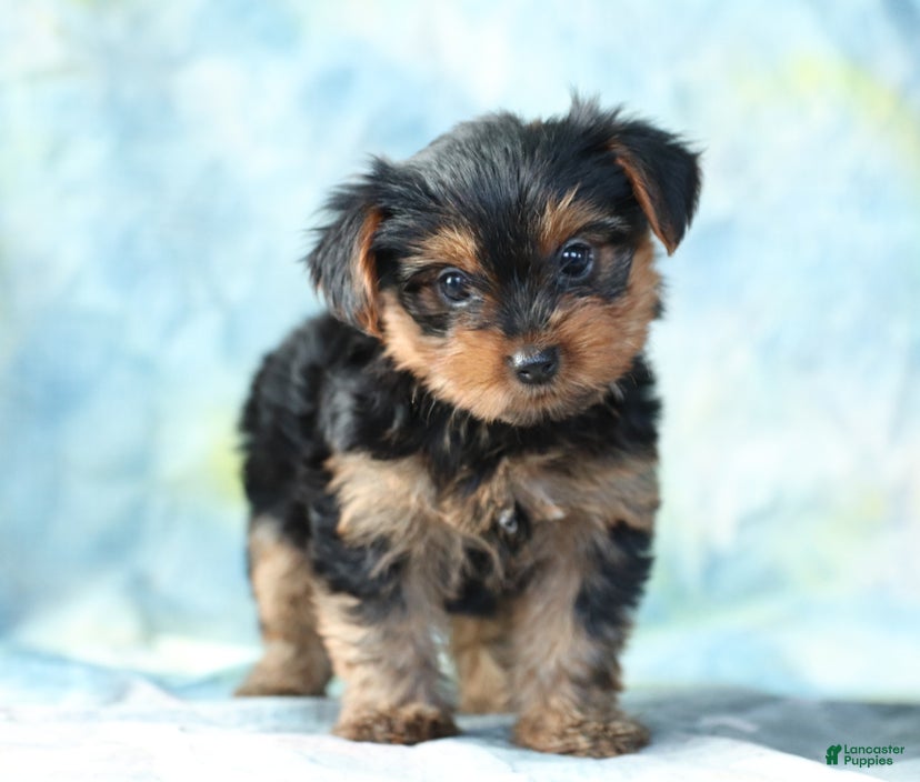 Amos Stoltzfus | Lancaster Puppies