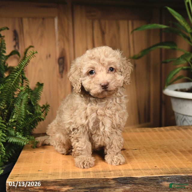 Amanda for sale in Mill Hall | Lancaster Puppies