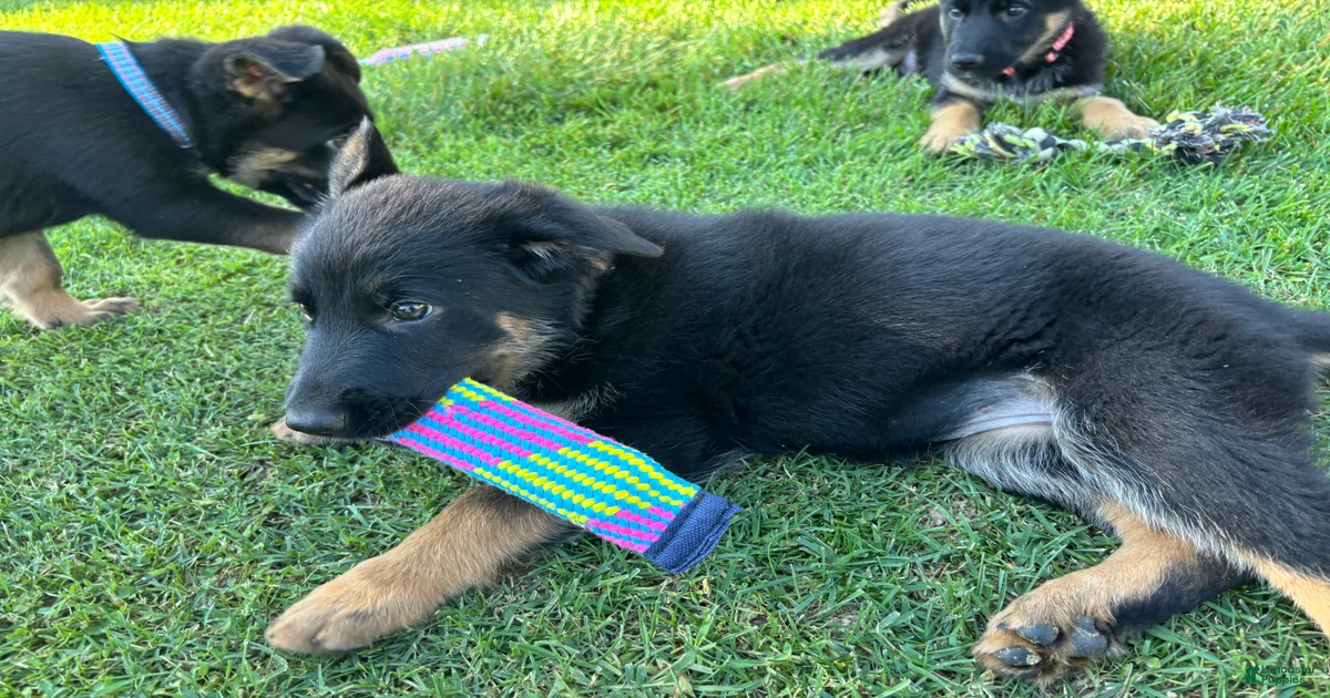 Flair light blue girl German Shepherd for sale in Galt | Lancaster Puppies