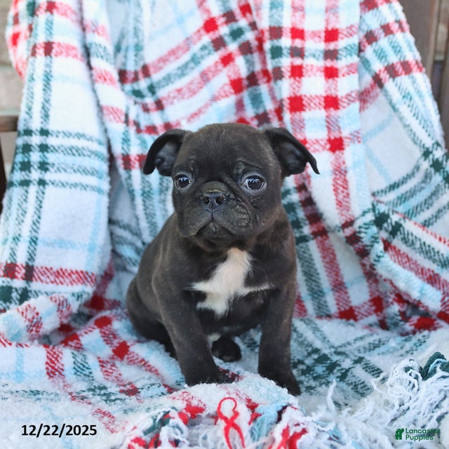 Jack for sale in Shippensburg | Lancaster Puppies