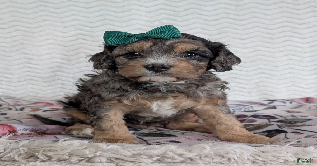 Zeke for sale in Baltic | Lancaster Puppies