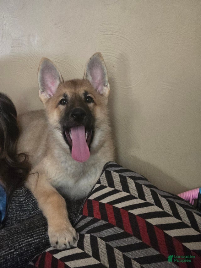 Echo for sale in Canfield | Lancaster Puppies