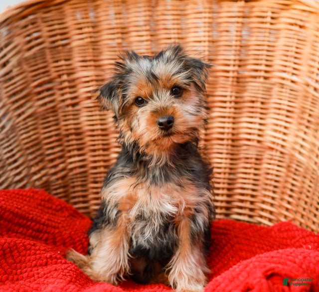 Sport for sale in Gordonville | Lancaster Puppies