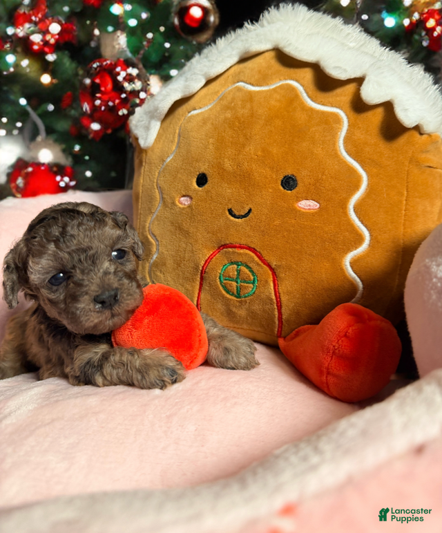 Toy Poodle Puppy 1 for sale in Philadelphia | Lancaster Puppies