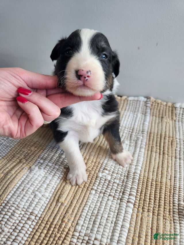 Chase for sale in Crab Orchard | Lancaster Puppies