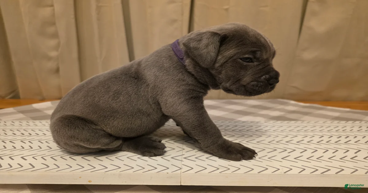 Cane Corso Puppy 7 Cane Corso for sale in Richmond | Lancaster Puppies