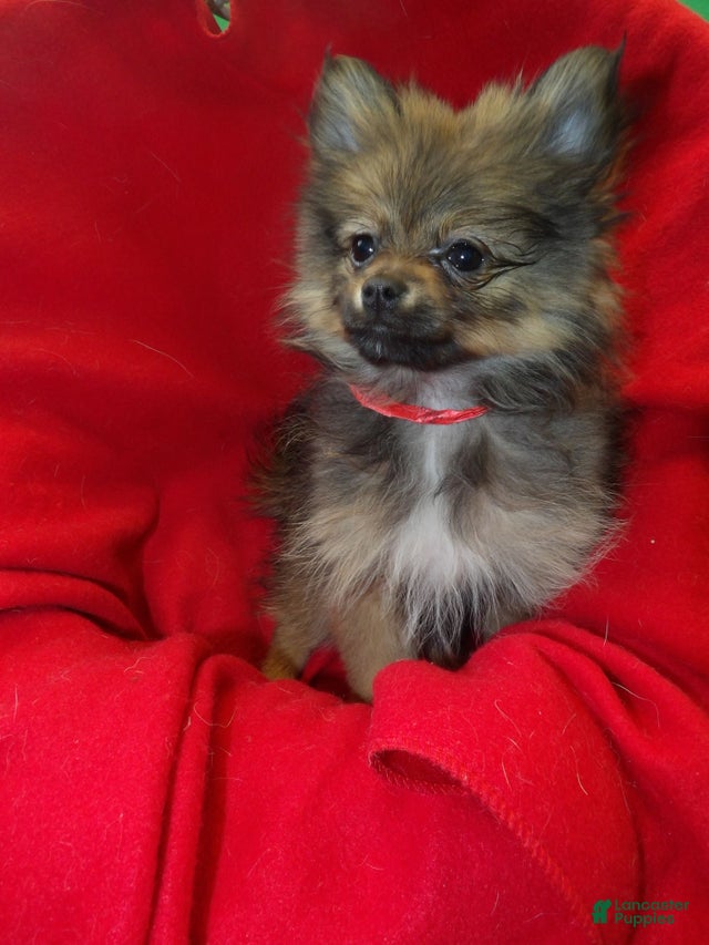 Coco Chanel for sale in Paterson | Lancaster Puppies