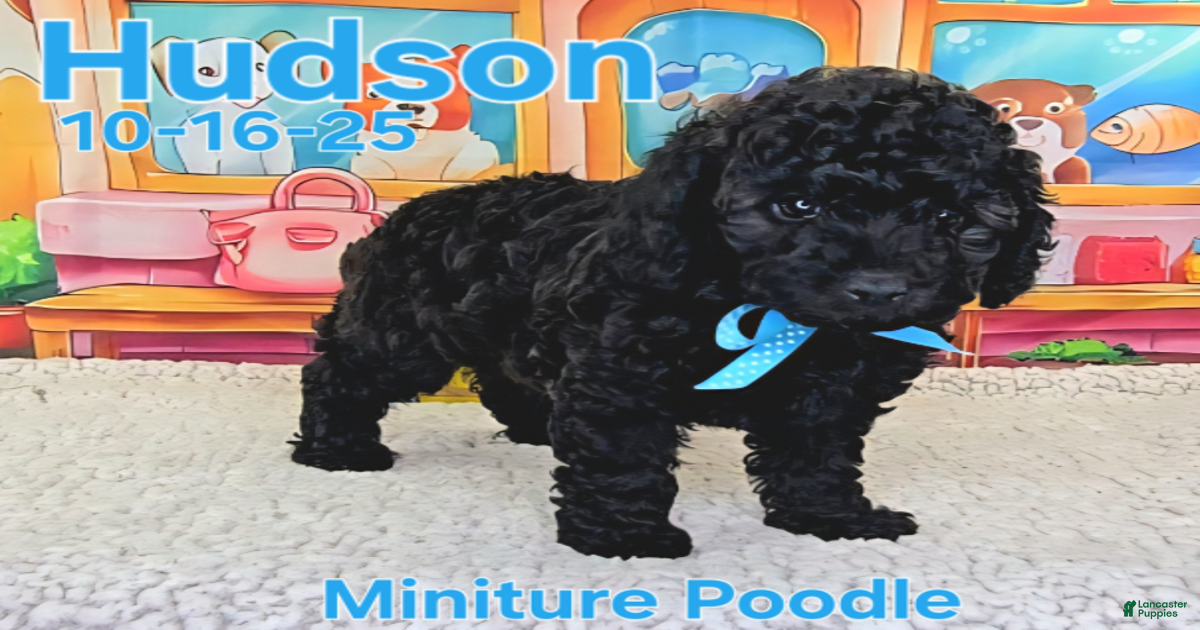 Hudson for sale in Rolla | Lancaster Puppies