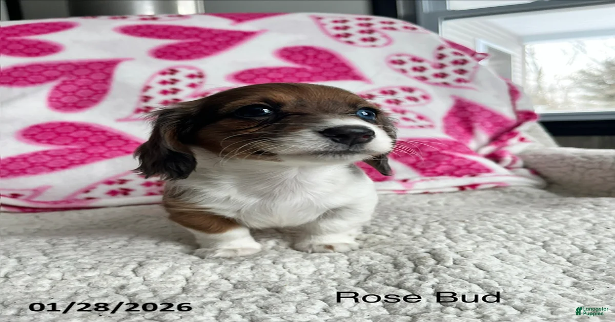 Rosie Bud for sale in Trumansburg | Lancaster Puppies