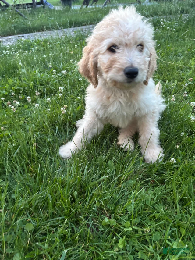 Teddi Goldendoodle for sale in Corry | Lancaster Puppies