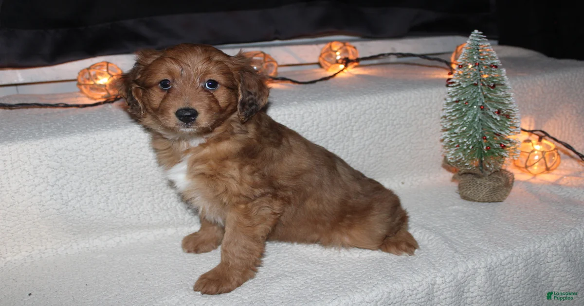 Mini Aussiedoodle Puppy 1 for sale in Baltic | Lancaster Puppies